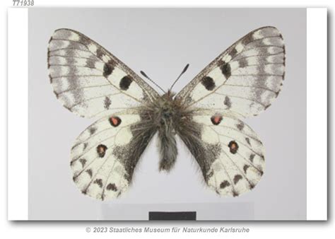 Parnassius Epaphus Puer Bryk And Eisner 1932