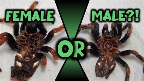 How To Identify Your Tarantula S Gender Youtube