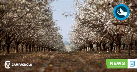 Almond Tree Pruning When How First Year
