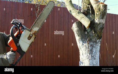 A Chainsaw In The Hands Of A Worker In The Process Of Cutting Down Tree Branches In A Park Or In
