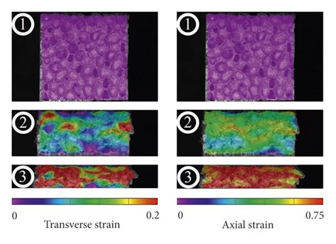 axial and transverse nominal strain contour maps obtained via dic