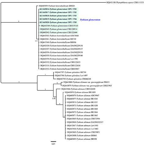 Consensus Phylogram 50 Majority Rule Of 324 Trees Resulting From A Download Scientific