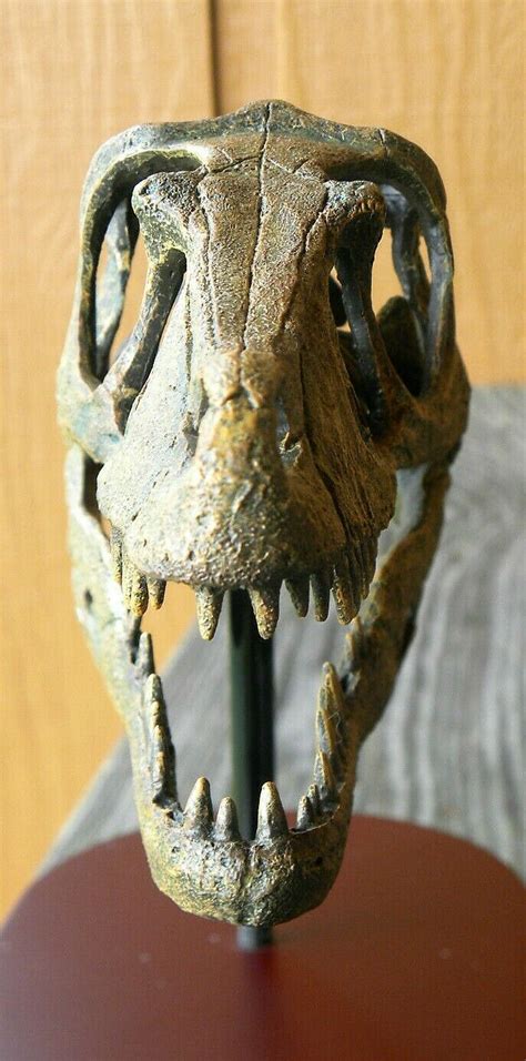 Raptor Skull Resin Model Life Size 11 Scale Sculpture Rocksolidfossils