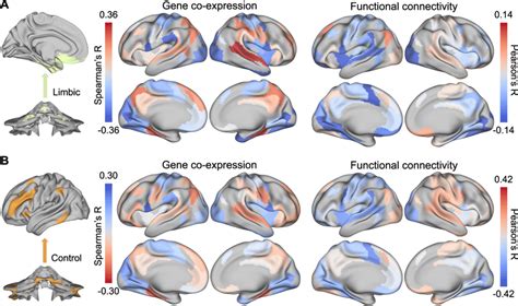 Cortical Genetic And Functional Correlation Of Cerebellar Limbic And