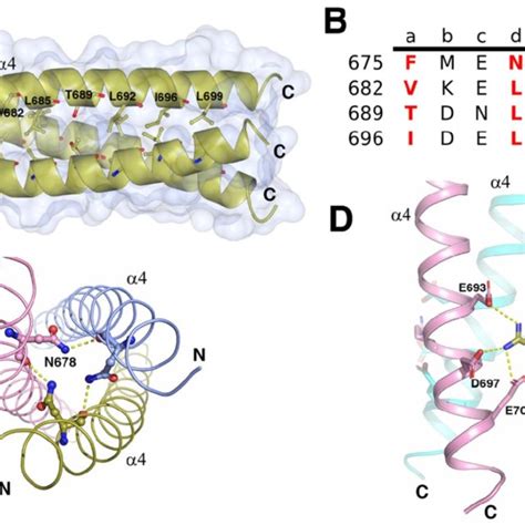 The Structure Of The C Terminal Triple α Helical Coiled Coil A The