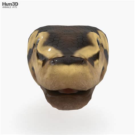 Common Python Low Poly Rigged 3d Model Download Reptile On