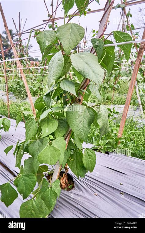 Close Up Of String Beans Or Green Beans Growing In A Plantation String