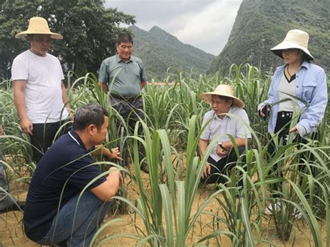 广西农科院——甘蔗研究所
