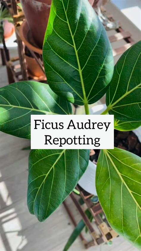 How To Repot A Ficus Audrey Plant
