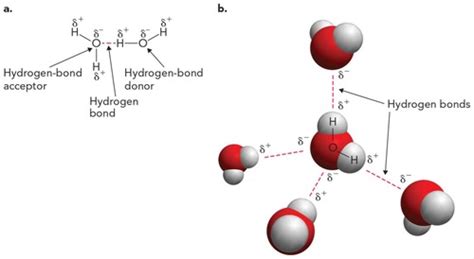 The Role Of Water In Biological Systems And Osmolarity Effects Flashcards Quizlet