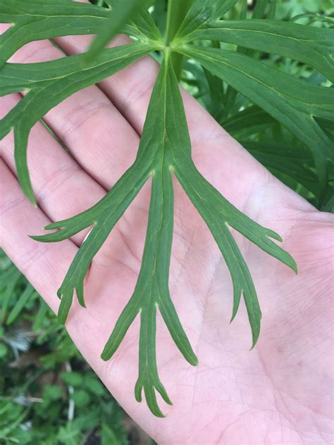 Monkshood Aconitum Napellas A Great Toxic Plant To Learn