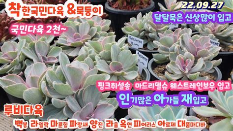 루비다육1탄2천원부터 묵둥이까지양진피어리스라일락레티지아청키대품마디바착하게아르제둥근잎홍페페웨스트레인보우