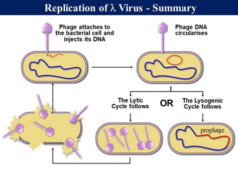 Bio57b Disease Communicable 4 Viral Replication Lytic And Lysogenic