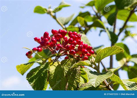 turning into a tree royalty free stock image 69261214