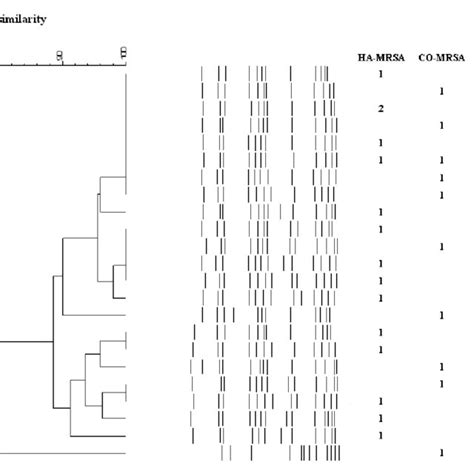 Dendrogram Of The Electrophoretic Patterns Of Dna Macrorestriction By