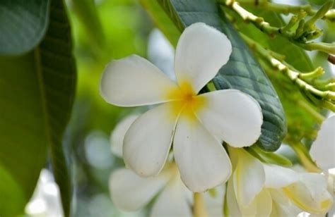 Frangipani Australian Ultimate Growing Guide Agt