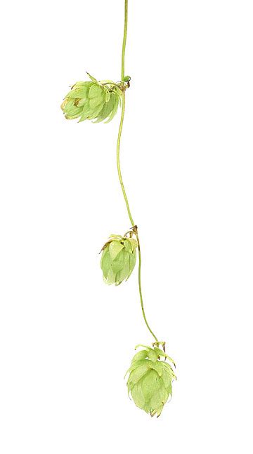hop cultivation background images hd pictures and wallpaper for free