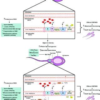 Schematic Summary Of The Complex Relationship Between Mitochondrial Download Scientific Diagram