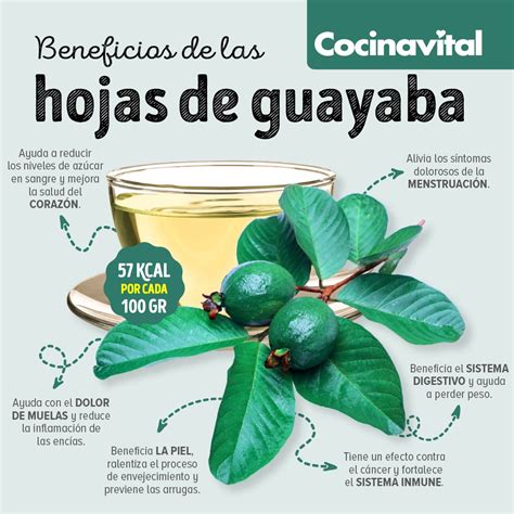 Cocina Vital La Guayaba Es Deliciosa Y Sus Hojas Tienen Facebook