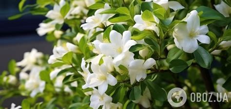 Які садові кущі стійкі до морозів що посадити Oboz Ua