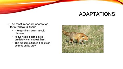 Red Fox Gus Di Sciullo Classification The Classification