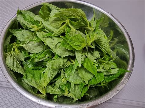 깻잎 페스토 만들기 깻잎순 요리 초간단 깻잎 소스 만드는 법