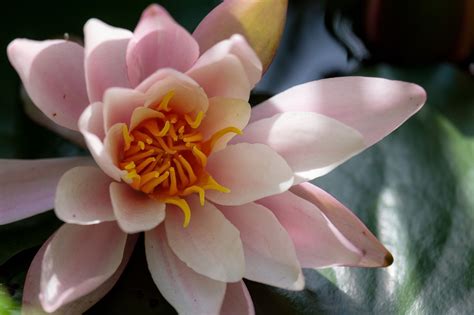 수련 꽃 식물 핑크 Pixabay의 무료 사진 Pixabay