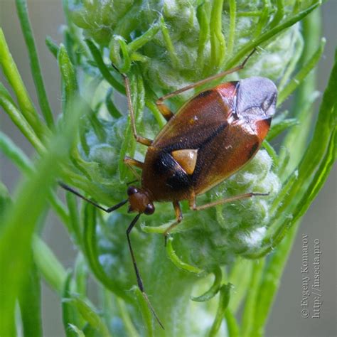 Photo 57595 Deraeocoris Ruber