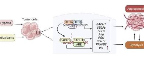 Abstract Lung Cancer Progression Relies On Angiogenesis