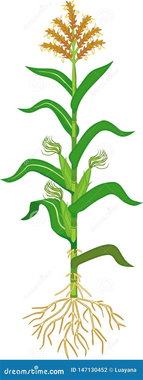 Parts Plant Morphology Corn Maize Plant Green Leaves Root 44 Off