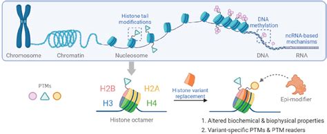 Figure 1 From The Role Of Macroh2a Histone Variants In Cancer Semantic Scholar