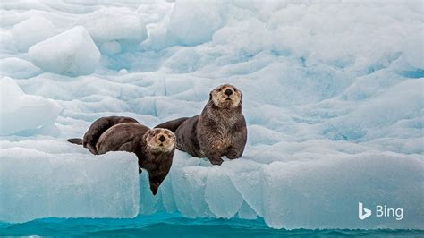 Bing 빙 홈페이지 바로가기