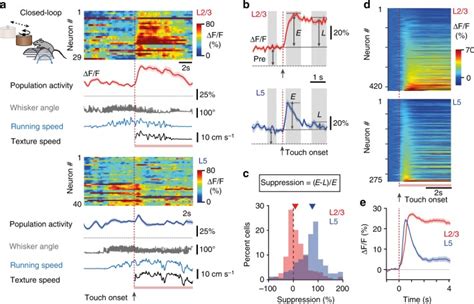 Layer Specific Integration Of Locomotion And Sensory Information In Mouse Barrel Cortex