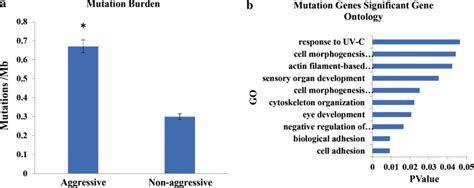 Mutational Burden And Biological Functional Analysis For Both Groups A