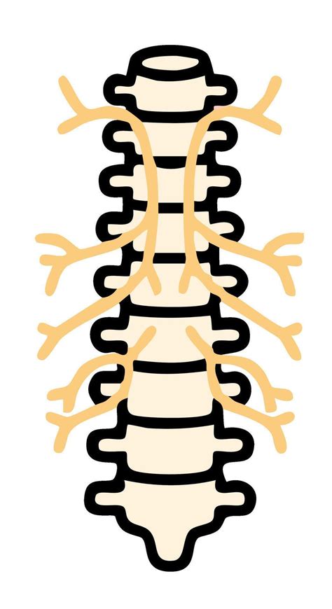 Human Spinal Cord Anatomy Illustration For Medical And Orthopedic