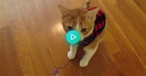 Kitten Plays Fetch  On Imgur