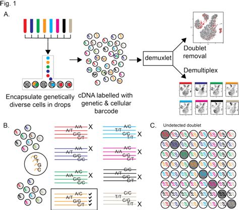 Demuxlet Demultiplexing And Doublet Identification From Single Cell Download Scientific