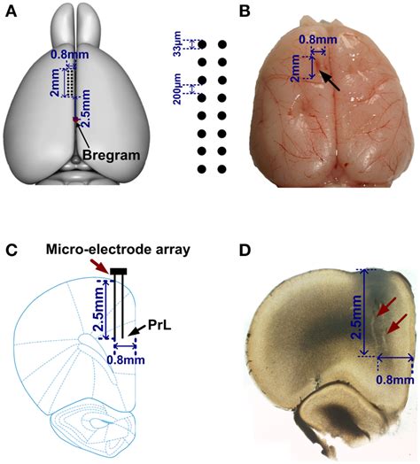 Location Of The Electrode Array In Mpfc A Left A Rat Brain Model Download Scientific