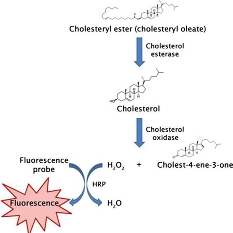Represents The Illustration Of The Cholesterol Detection Principle 48