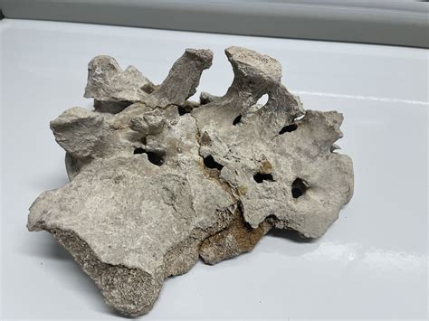 Se Texas Large Sacrum Fossil Id The Fossil Forum