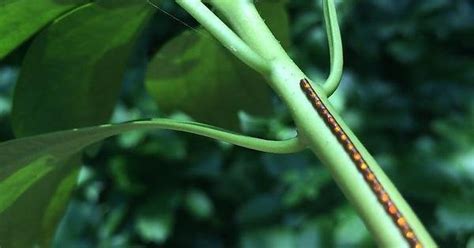 Leaf Footed Bug Eggs R Whatsthisbug