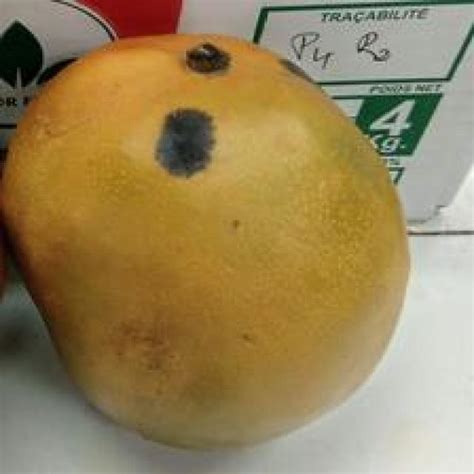 mango defect object detection dataset v5 2024 07 21 3 05pm by