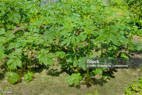 어린 감자는 땅 토양에서 자라는 농장을 심습니다 뿌리 덮개가 있는 땅에 정원 감자 침대 패치 또는 감자 덤불 가정 정원에서 감자 줄기입니다 정원 가꾸기 농업 원예 개념 0