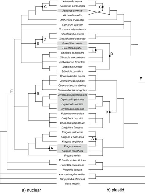 a majority rule consensus tree 95 from bayesian analysis of