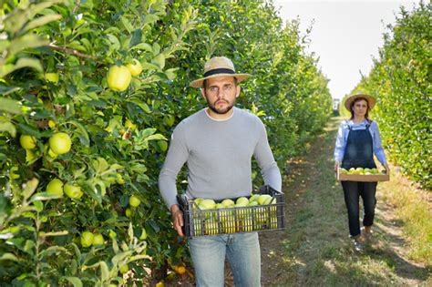 남자는 잘 익은 사과 상자를 운반합니다 사과 나무에서 사과를 선택하는 여자 25 29세에 대한 스톡 사진 및 기타 이미지 25 29세 45 49세 계절 Istock