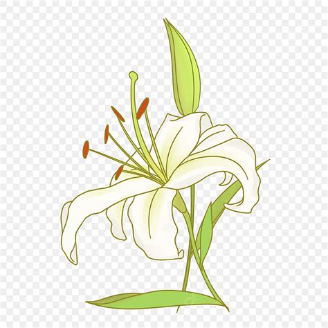 Hand Painted Lily Fresh Lily White Lily Beautiful Flower Ornamental Plant Flower Cartoon Lily