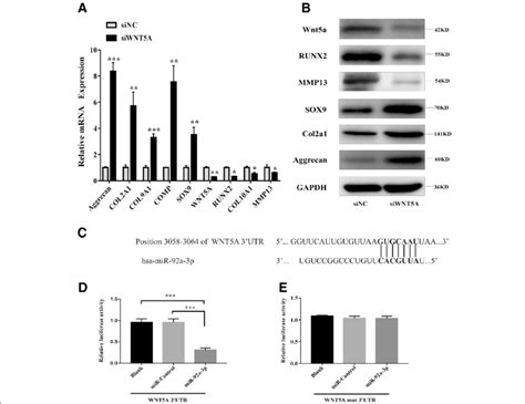 Phcs Were Transfected With Siwnt5a A The Gene Expression Levels Of
