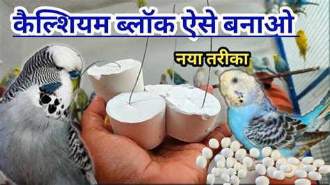 How To Make Birds Calcium Block At Home // birds calcium block making ...