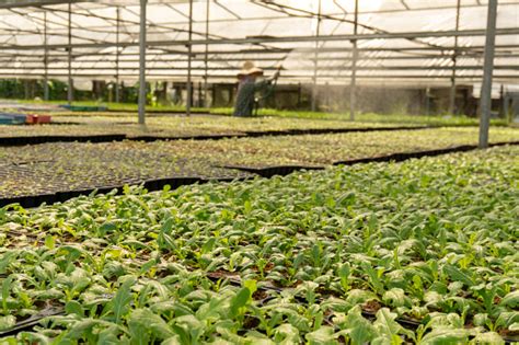 유기농 농지의 채소 농장 온실 그늘 아래 보육원의 다채로운 플라스틱 바구니에 갈색 토양에 퍼지는 젊은 녹색과 붉은 오크 잎 양상추 묘목을 물을 주는 노동자 0명에 대한 스톡