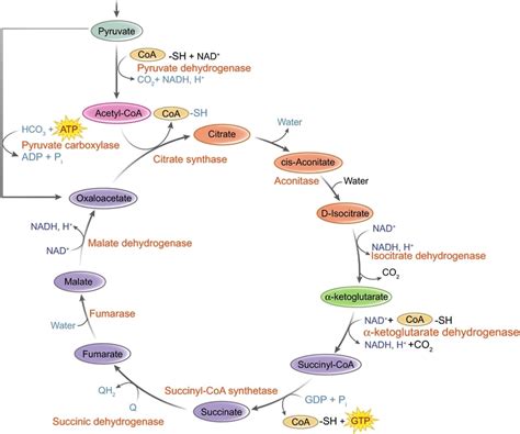 Pyruvate Dehydrogenase Creative Diagnostics